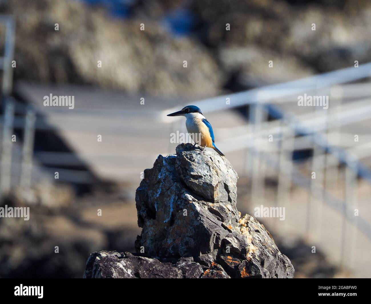 Bird. Sacred Kingfisher on top of a stack of rocks , Australia Stock ...