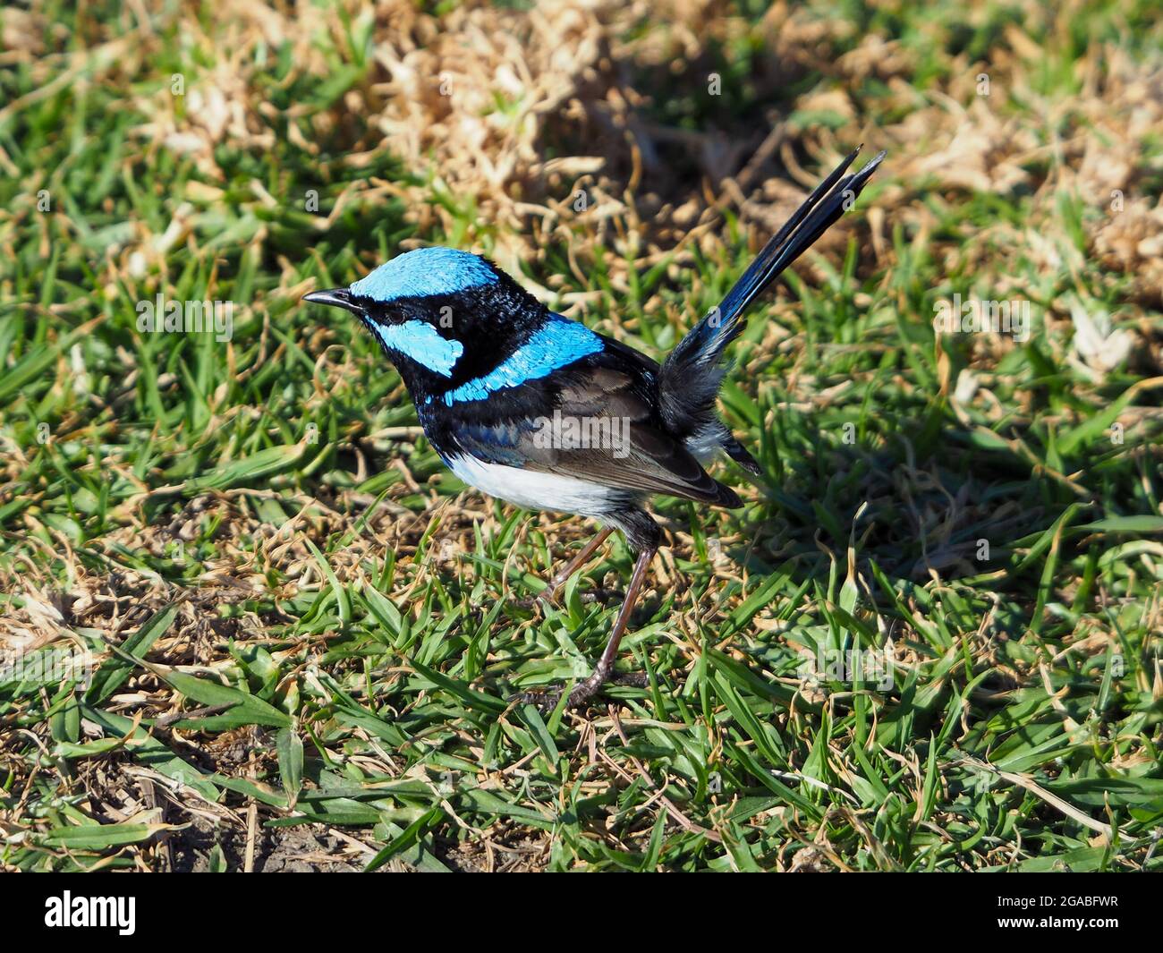 Tiny superb fairy wren hi-res stock photography and images - Alamy