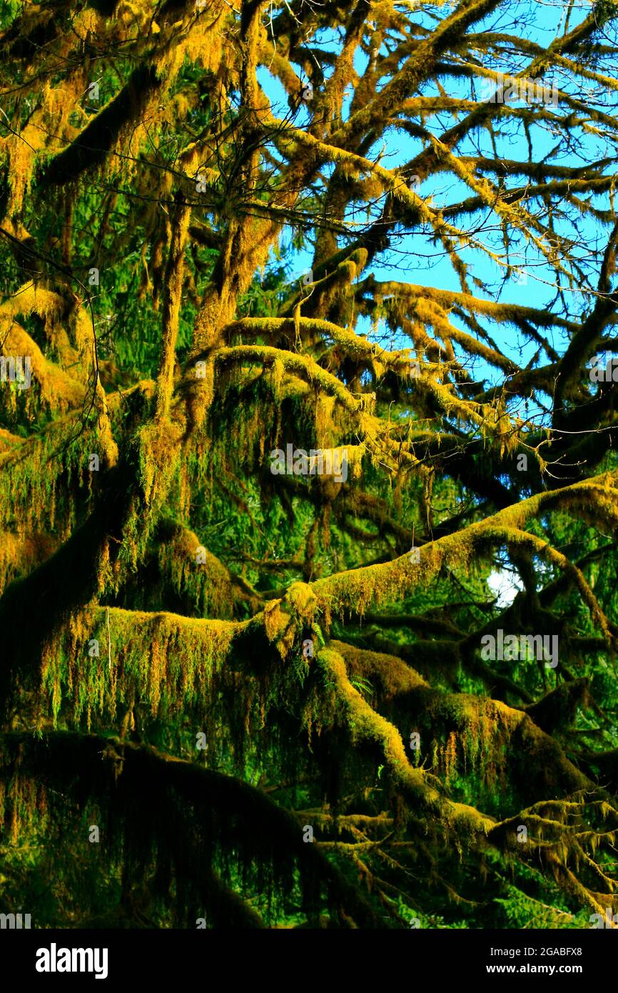 a exterior picture of an Pacific Northwest rainforest Stock Photo - Alamy