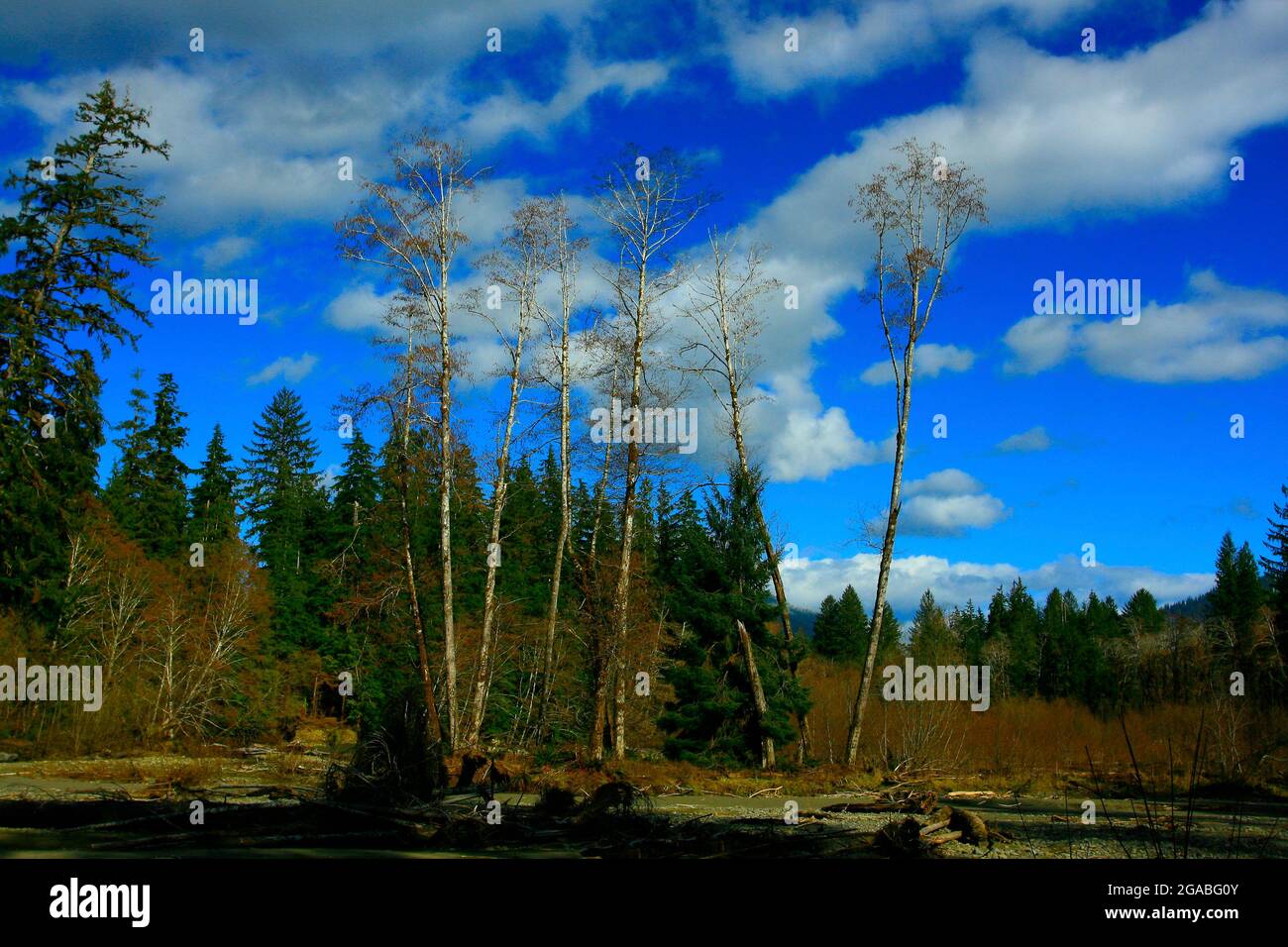 a exterior picture of an Pacific Northwest rainforest with old growth ...