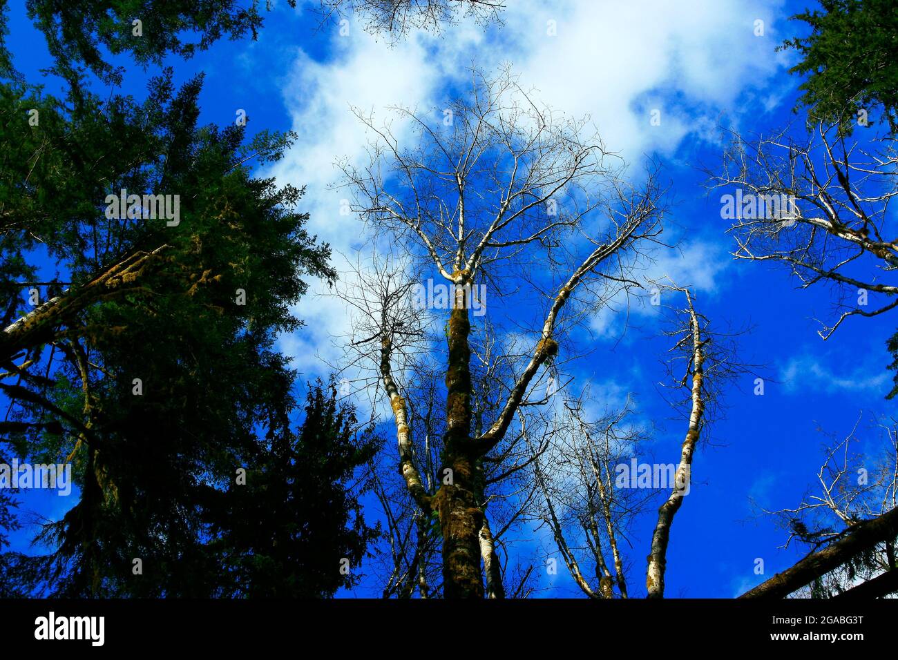 a exterior picture of an Pacific Northwest rainforest with old growth ...