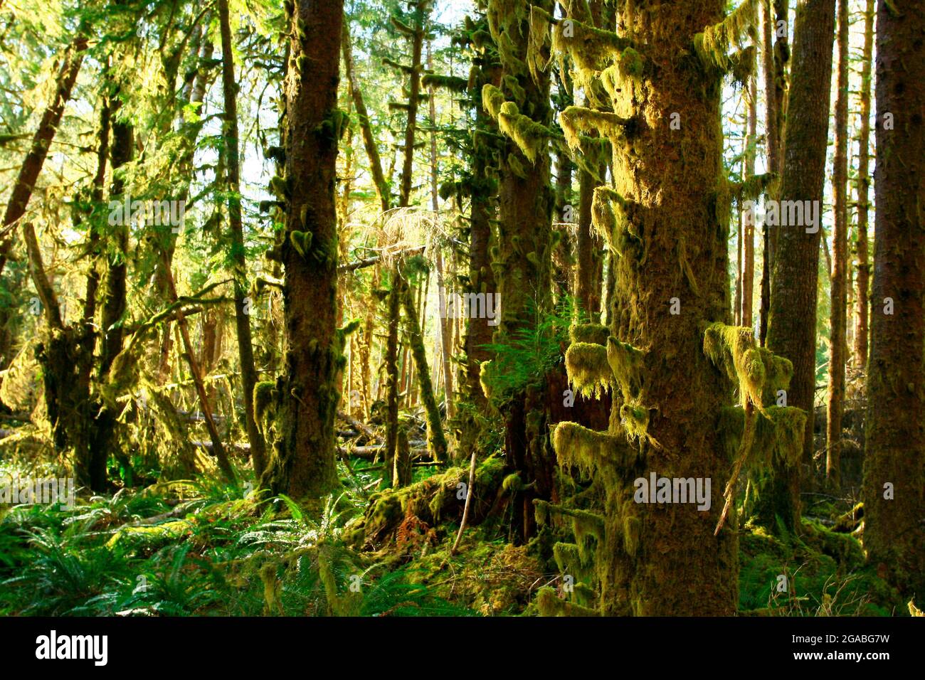 Green moss mossy maple tree hi-res stock photography and images - Alamy