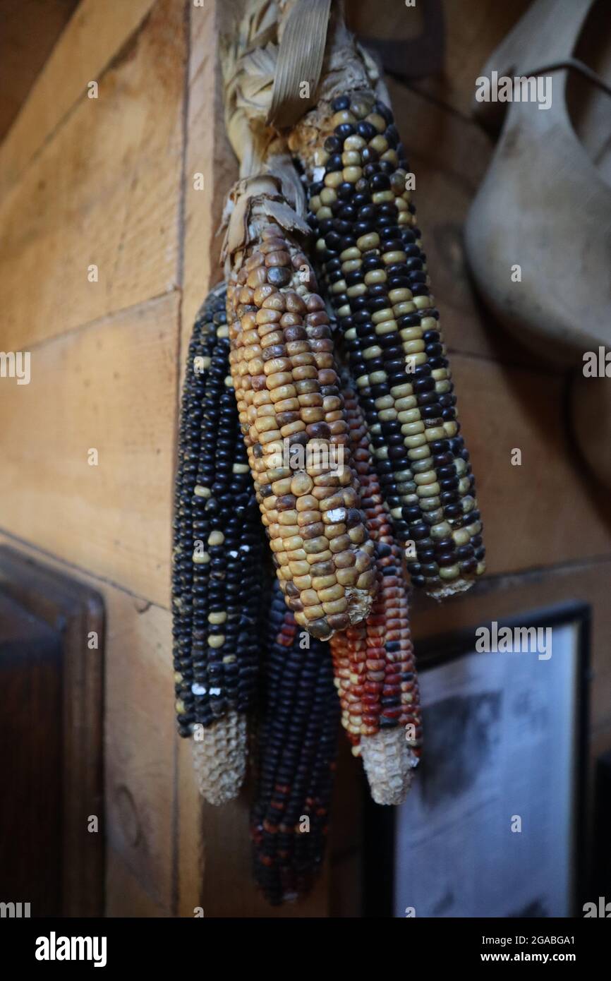 Vertical shot of dried Indian corn or maze multi-colored hanging from ...