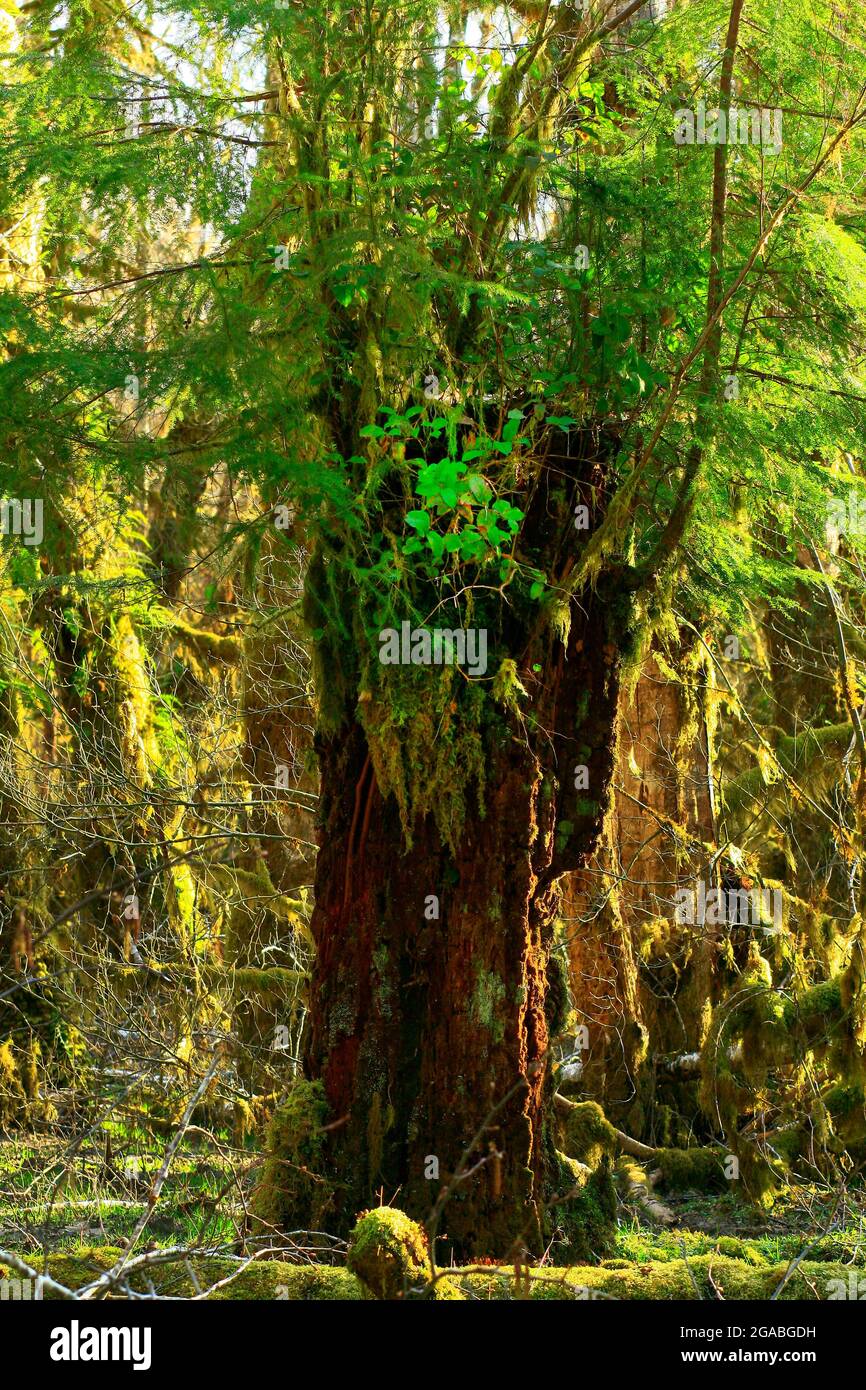 a exterior picture of an Pacific Northwest rainforest with old growth ...
