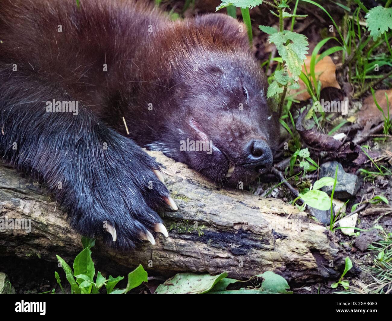 Wolverine Claws High Resolution Stock Photography and Images - Alamy