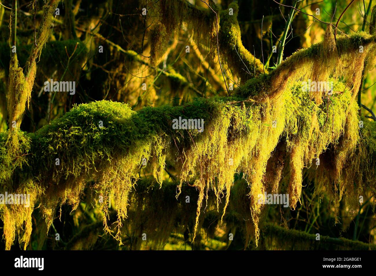 a exterior picture of an Pacific Northwest rainforest Stock Photo - Alamy