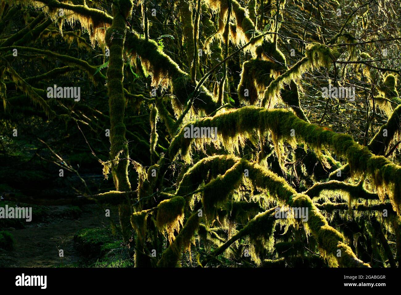 a exterior picture of an Pacific Northwest rainforest Stock Photo - Alamy