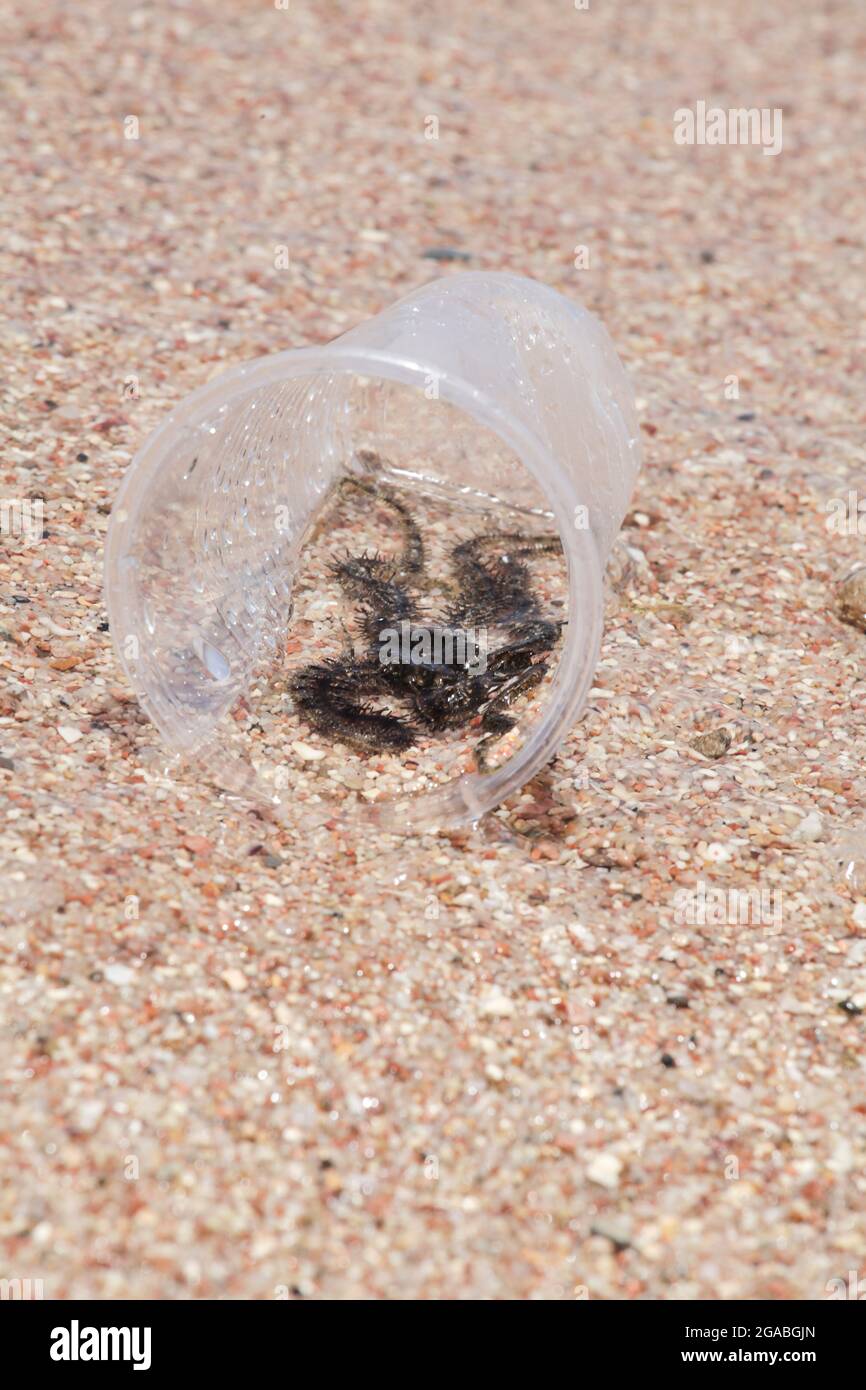 small beach animal in plastic cup. concept of environmental pollution ...