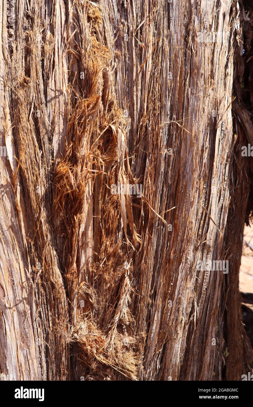 Closeup texture of split cedar tree in Utah, USA - perfect for ...