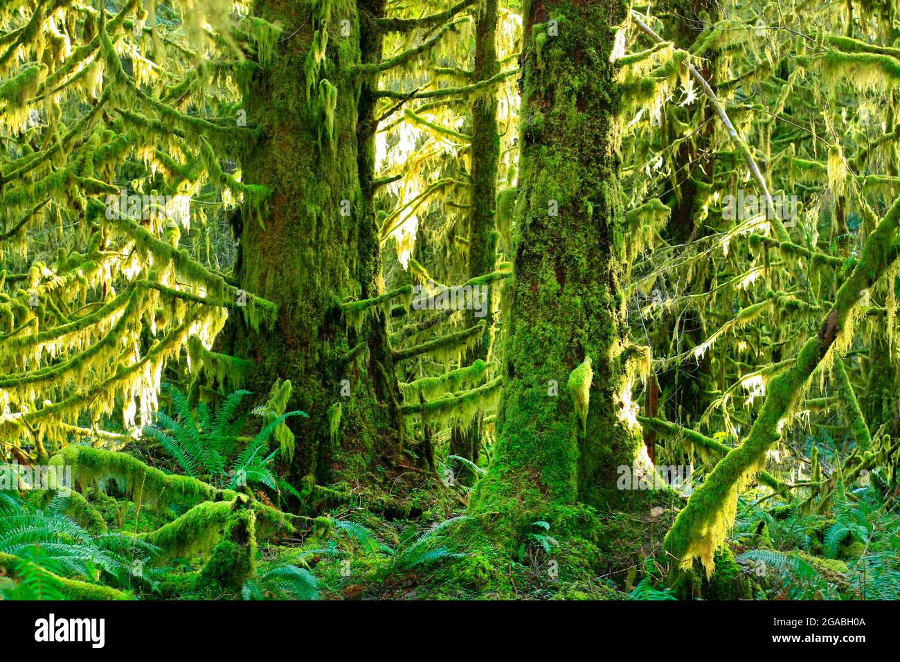a exterior picture of an Pacific Northwest rainforest with mossy trees ...