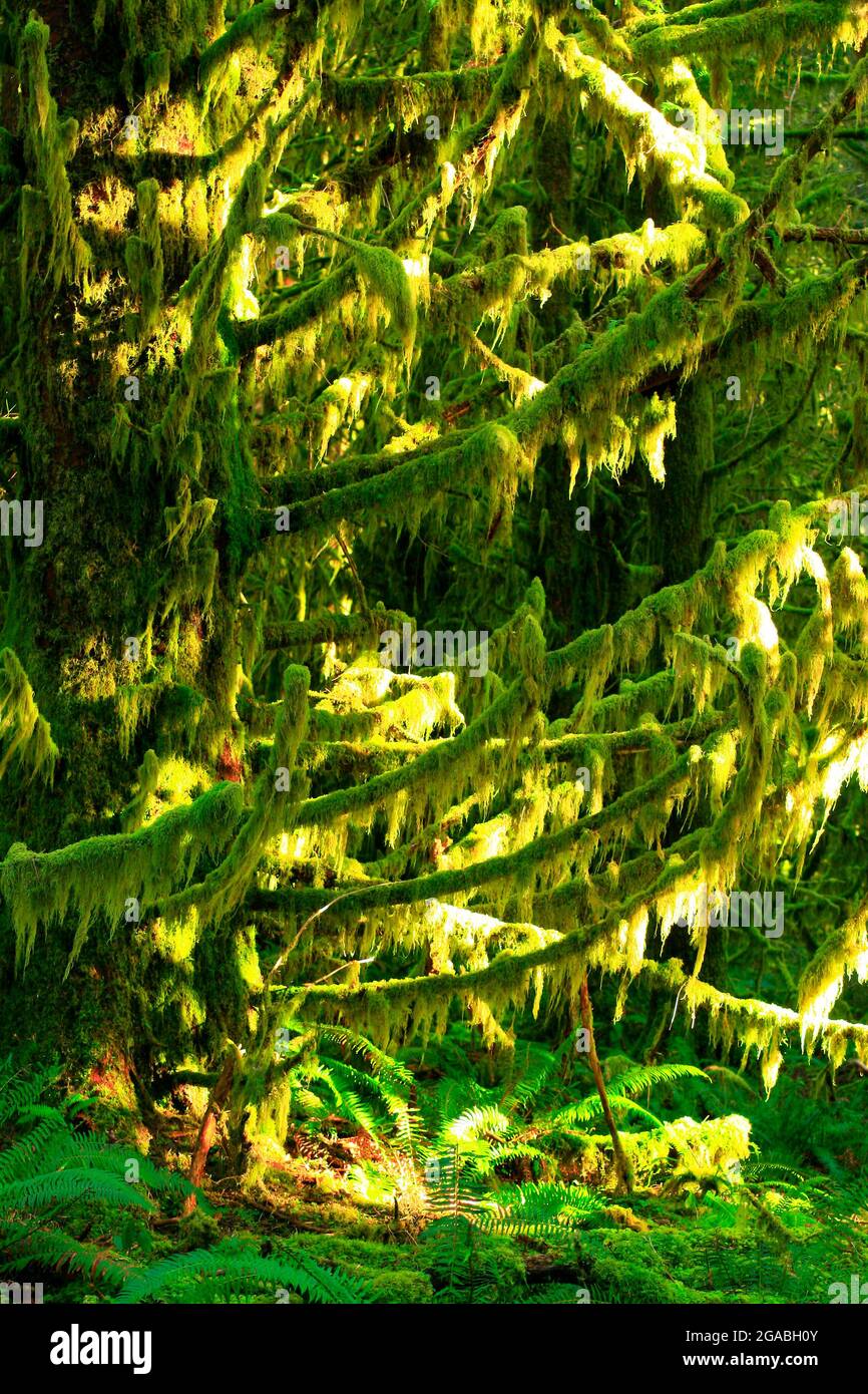a exterior picture of an Pacific Northwest rainforest Stock Photo - Alamy