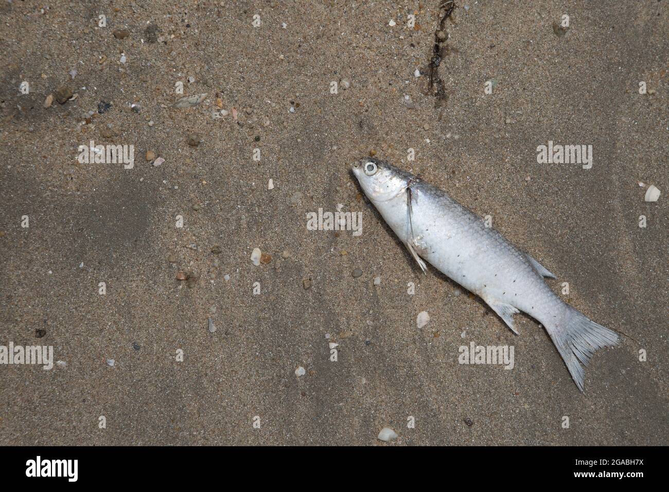 dead fish on the beach with sand background Stock Photo - Alamy