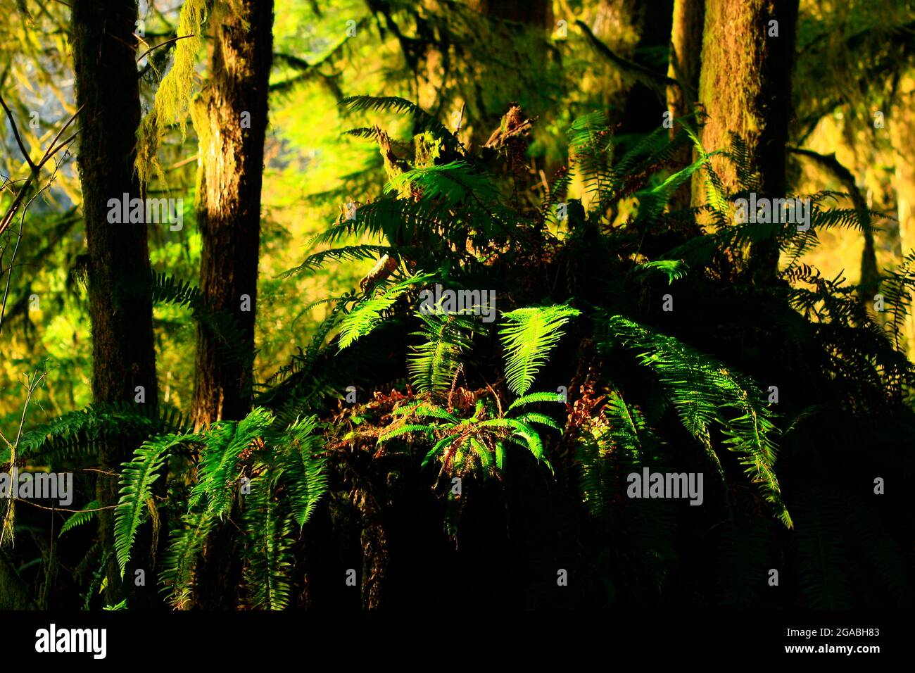 a exterior picture of an Pacific Northwest rainforest Stock Photo - Alamy