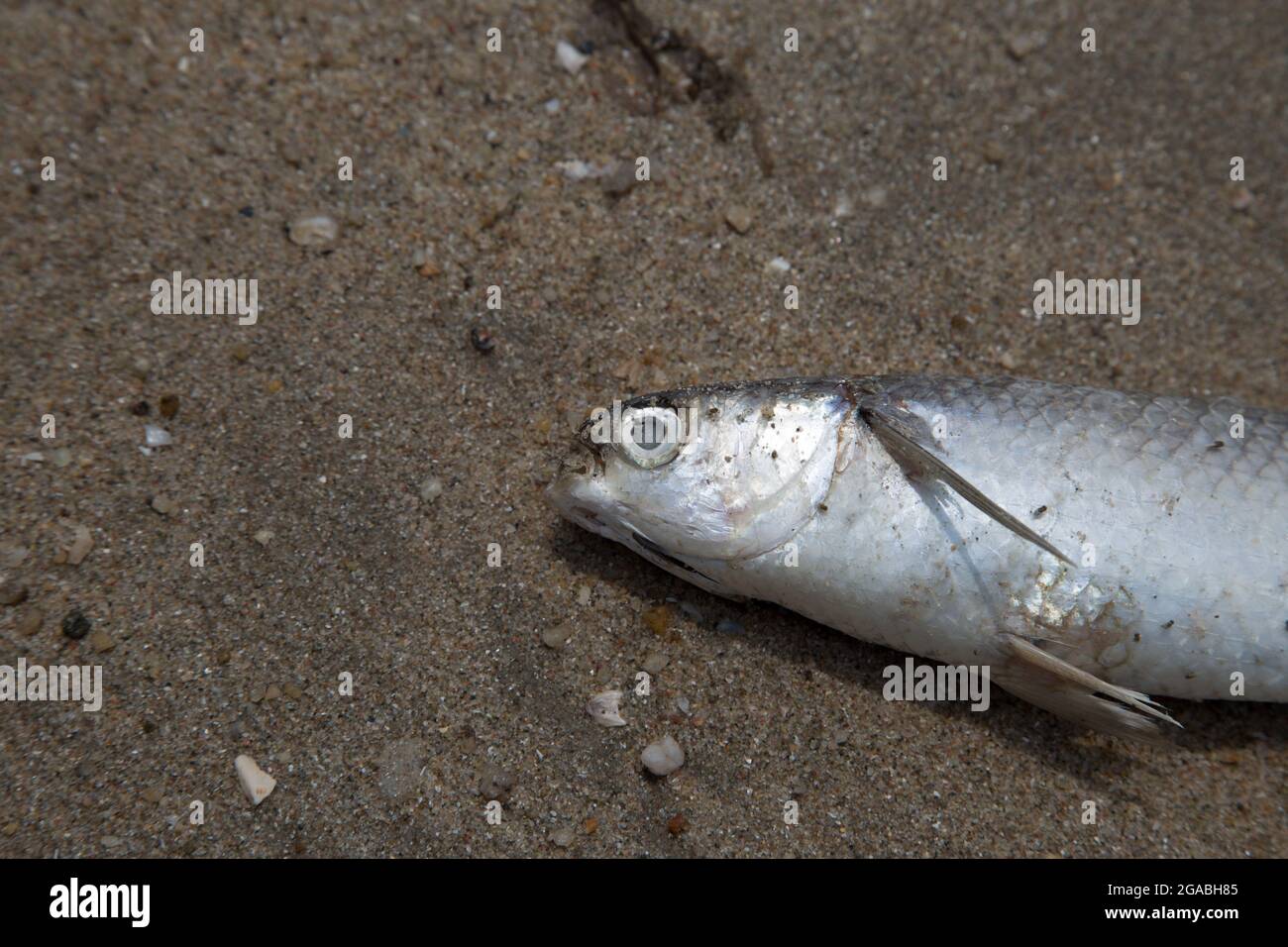 dead fish on the beach with sand background Stock Photo - Alamy