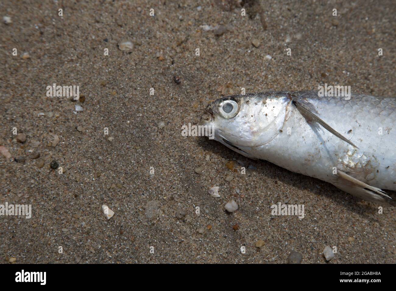 dead fish on the beach with sand background Stock Photo - Alamy