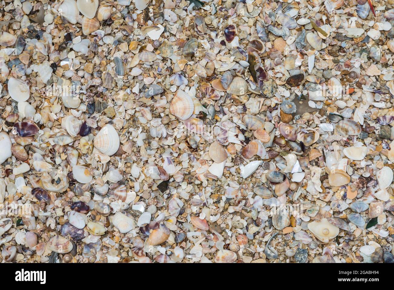 Seashells collection on the sand background Stock Photo - Alamy