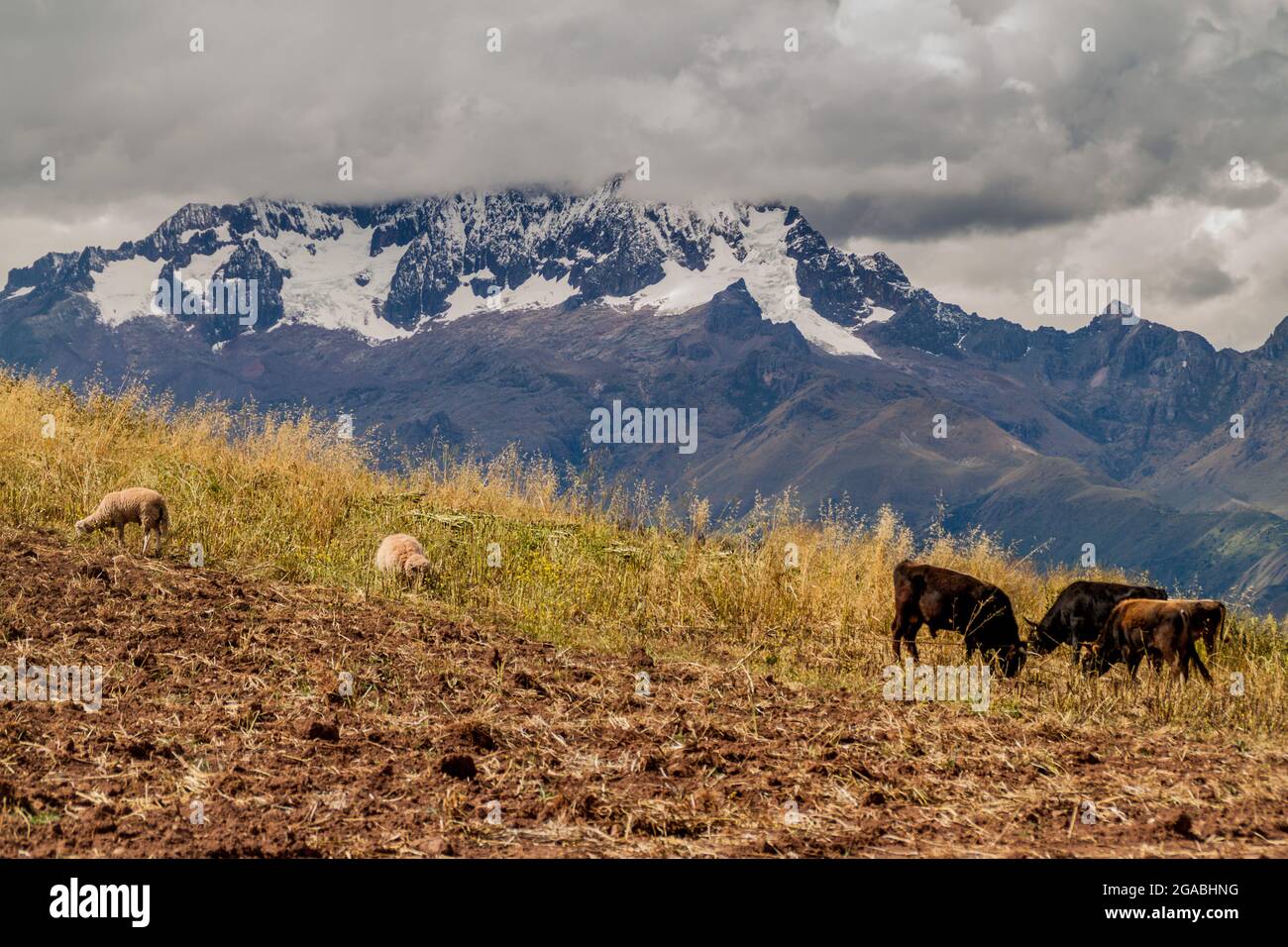 Sheep and cows at the pasture near Maras village, Peru Stock Photo - Alamy