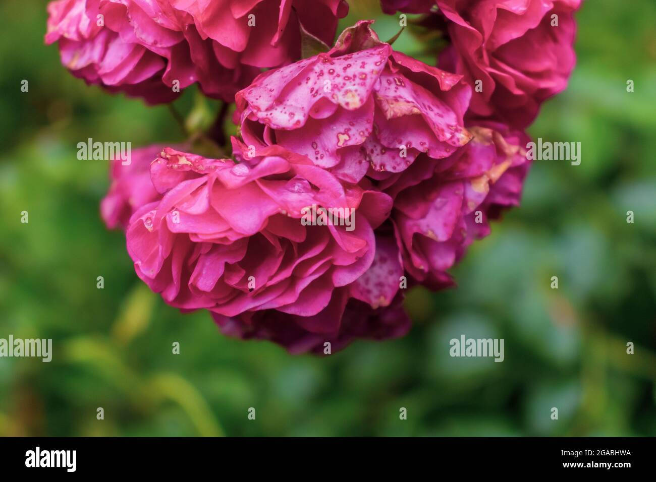 Close up of decaying floribunda flowers. Pink and white color. Bouquet ...