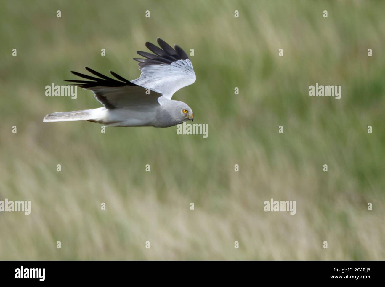 Hen harrier male uk hi-res stock photography and images - Alamy