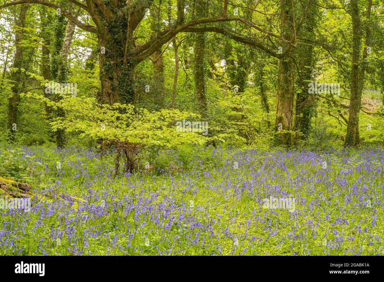 Beech trees and bluebell woods on the banks of the river Afon Dwyfor at ...