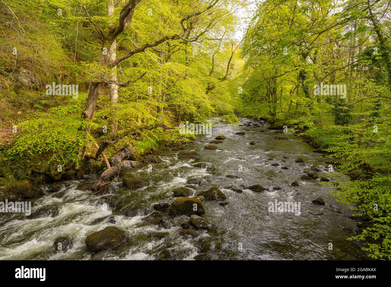 Beech trees and bluebell woods on the banks of the river Afon Dwyfor at ...