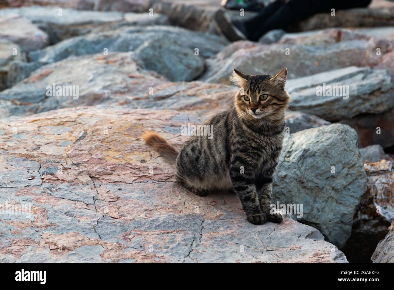 Stray kitten istanbul hi-res stock photography and images - Alamy
