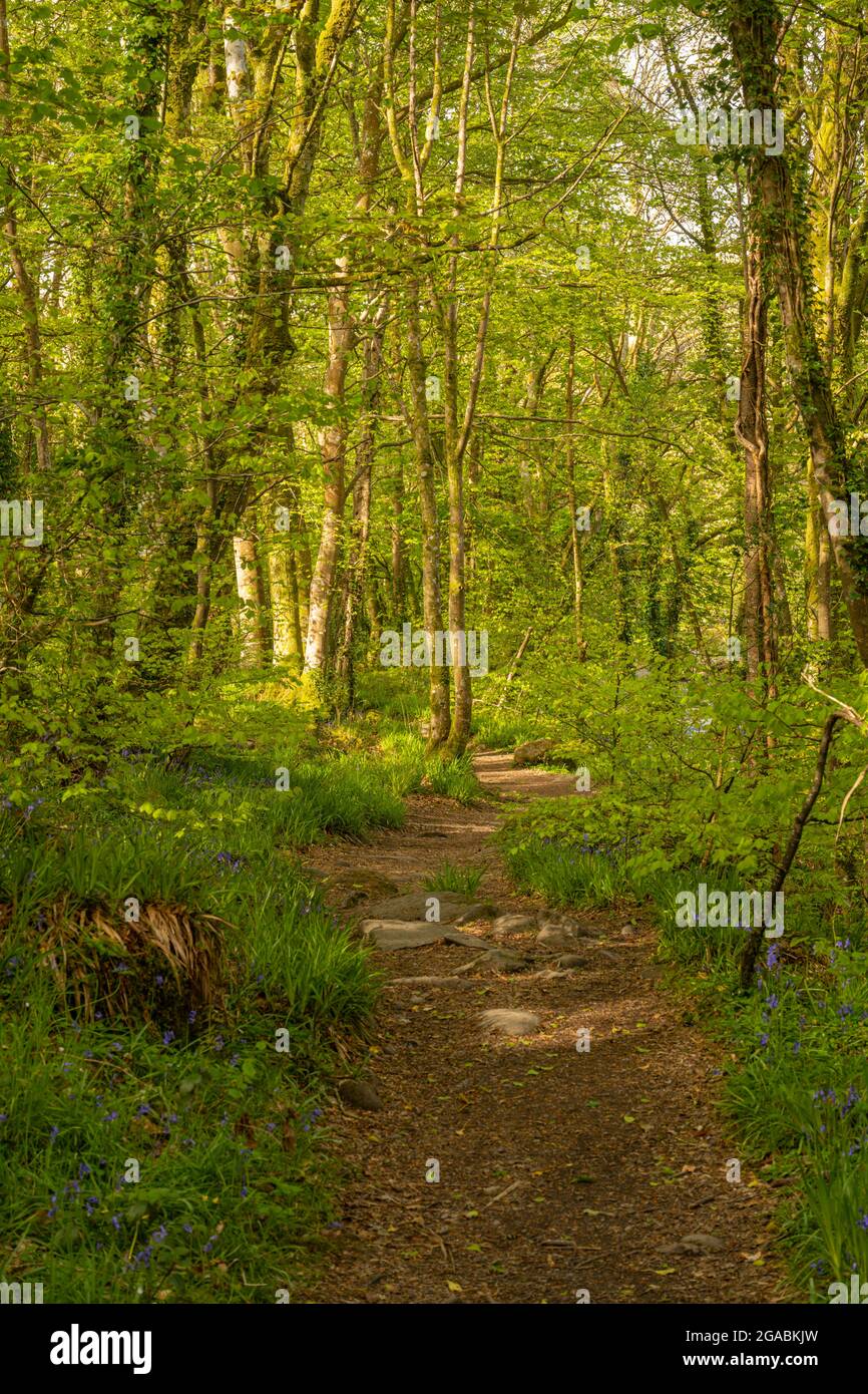 Beech trees and bluebell woods on the banks of the river Afon Dwyfor at ...