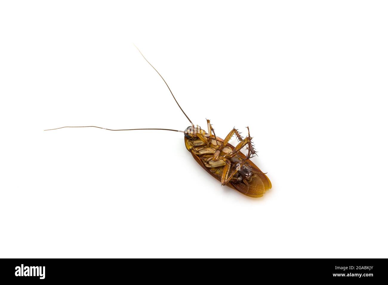 Dead cockroach isolated on a white background Stock Photo - Alamy