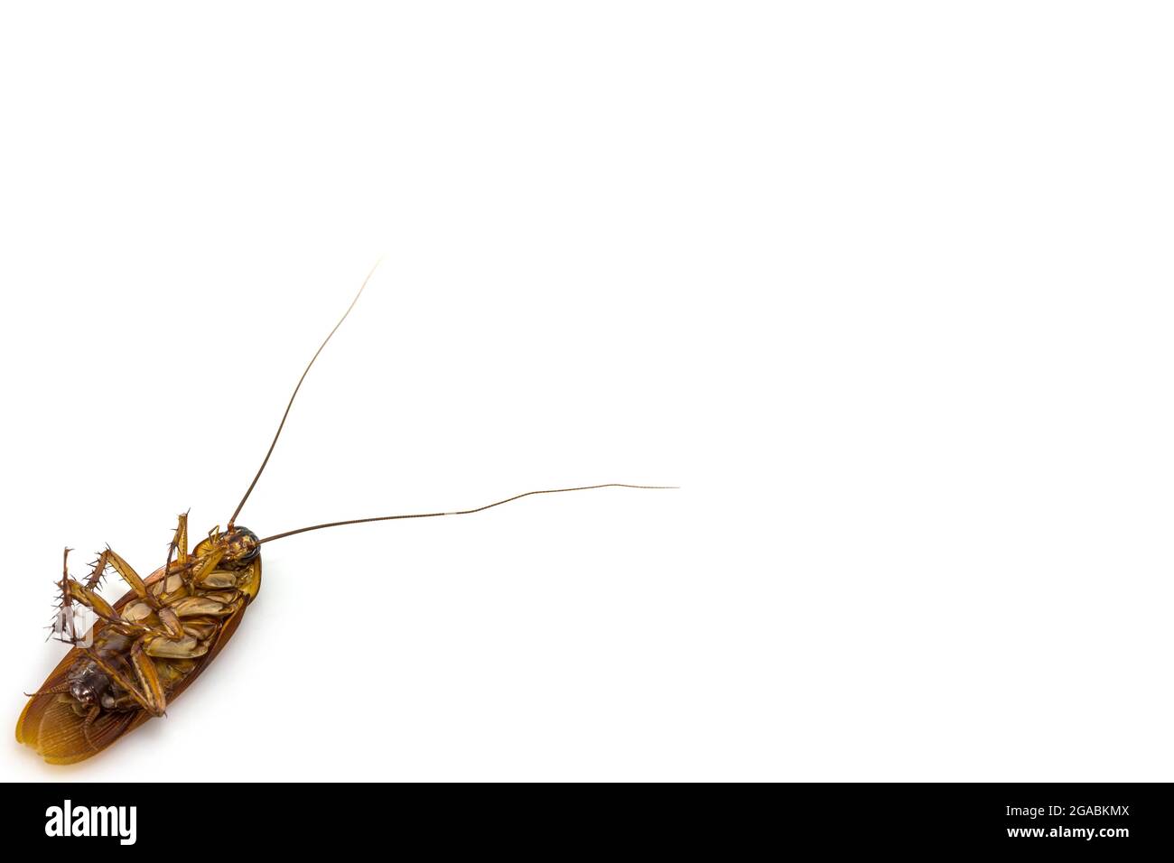 Dead cockroach isolated on a white background Stock Photo - Alamy