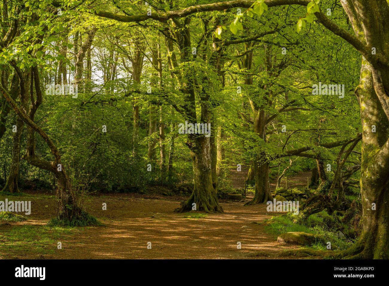 Beech trees and bluebell woods on the banks of the river Afon Dwyfor at ...