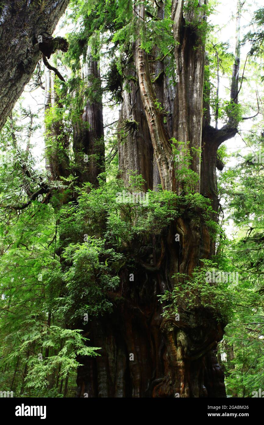a exterior picture of an Pacific Northwest rainforest with old growth ...