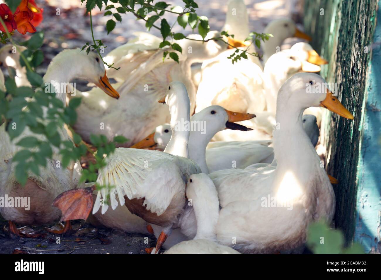 Duck family outdoors Stock Photo - Alamy