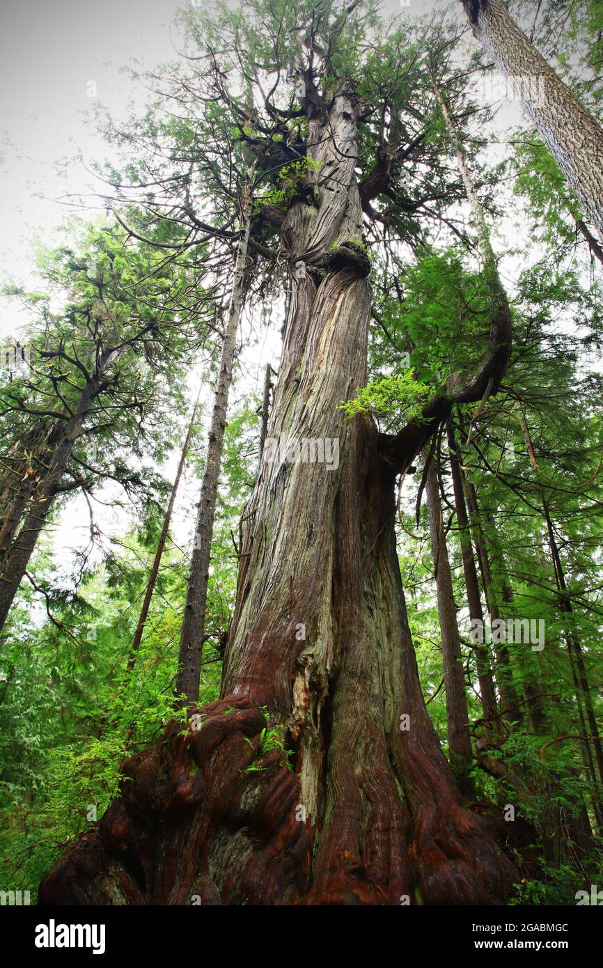 a exterior picture of an Pacific Northwest rainforest with old growth ...