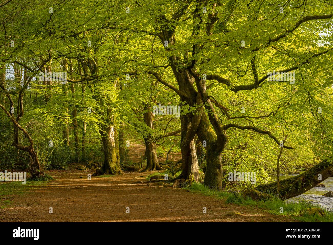 Beech trees and bluebell woods on the banks of the river Afon Dwyfor at ...