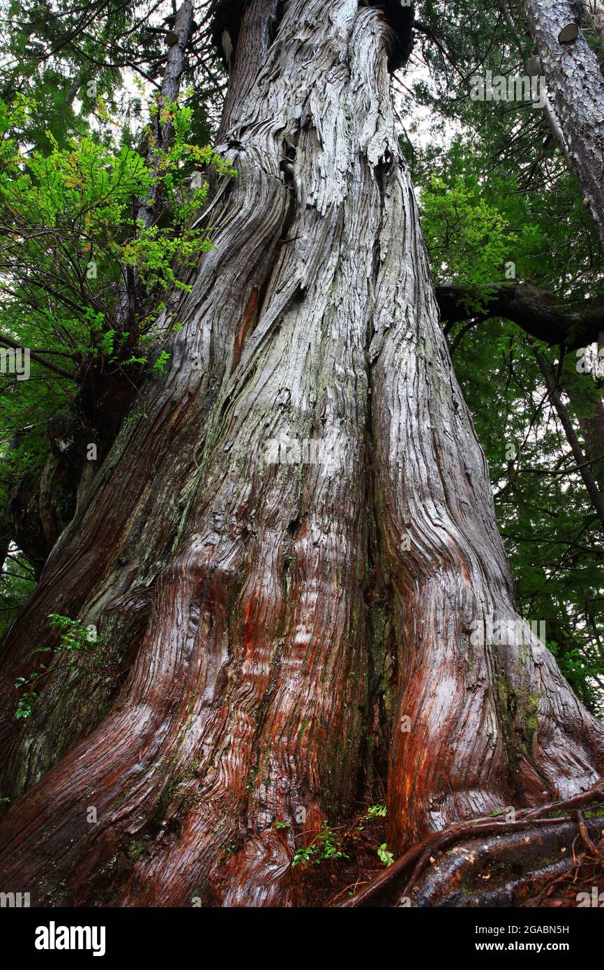 a exterior picture of an Pacific Northwest rainforest with old growth ...