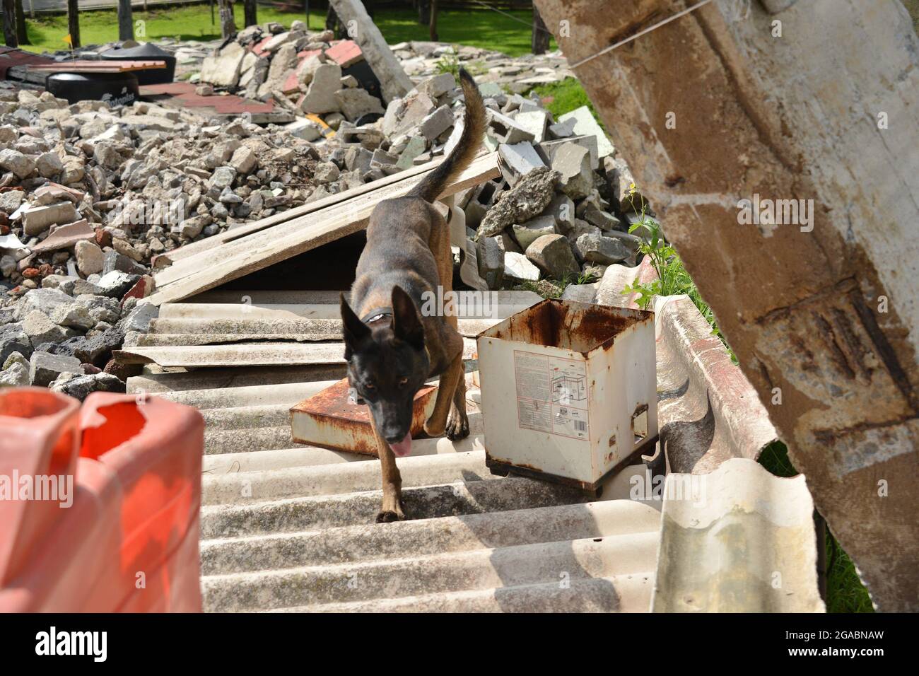 Solder with dog hi-res stock photography and images - Alamy