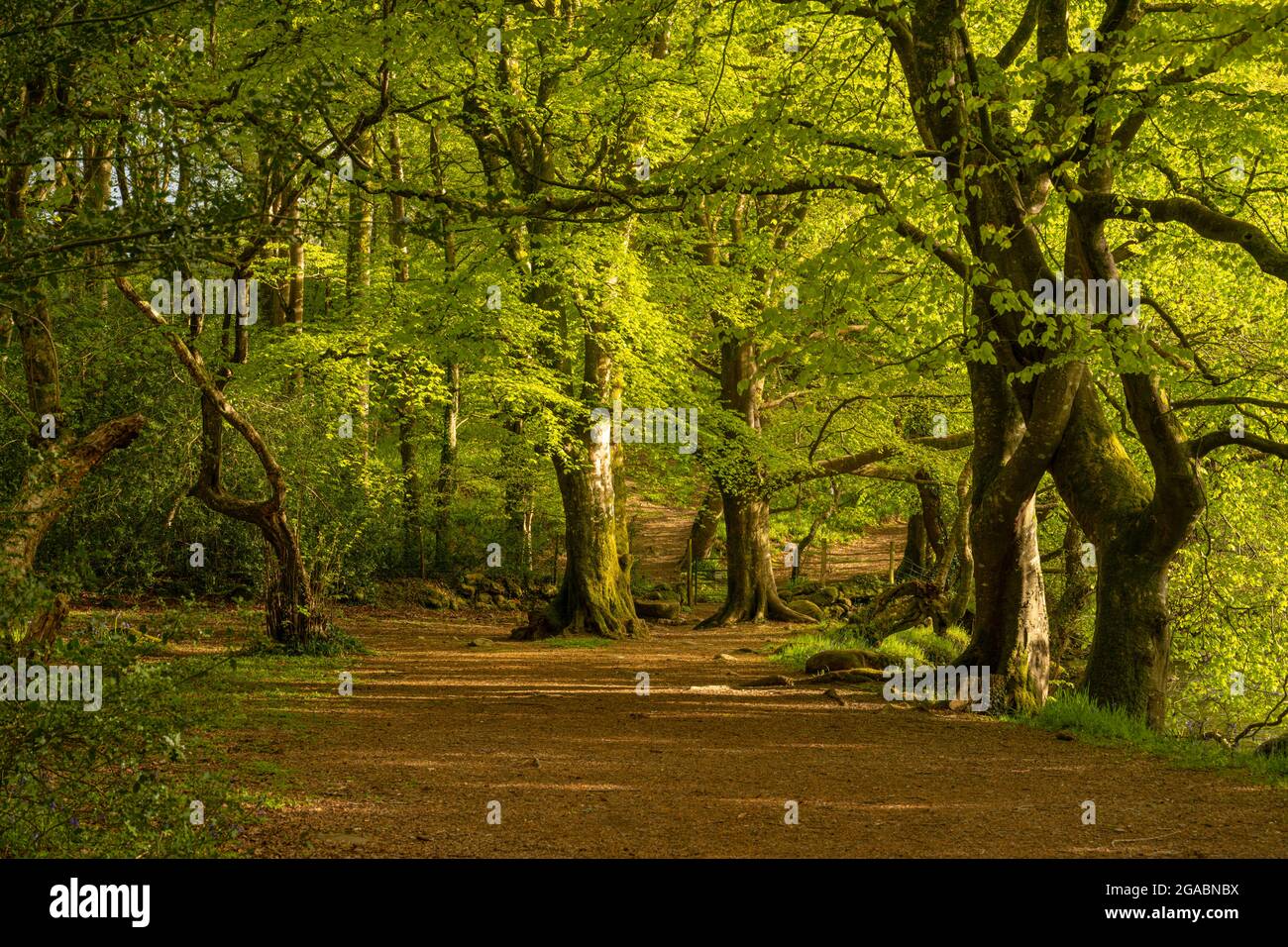 Beech trees and bluebell woods on the banks of the river Afon Dwyfor at ...
