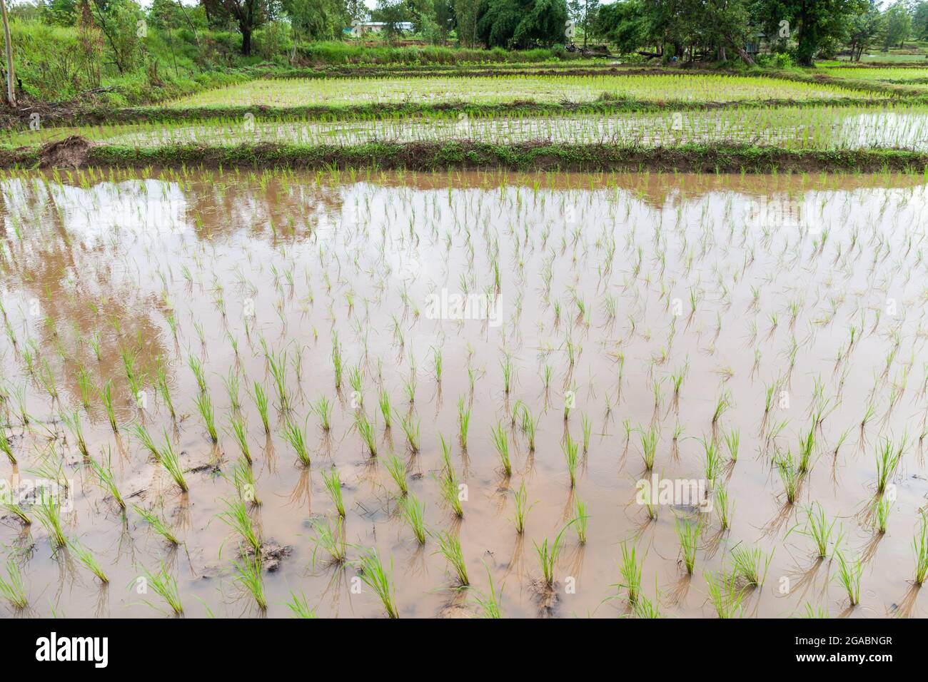 Rice planters hi-res stock photography and images - Alamy