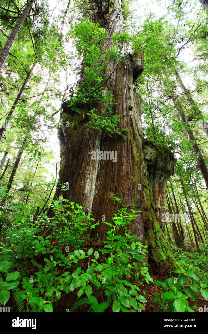 a exterior picture of an Pacific Northwest rainforest with old growth ...