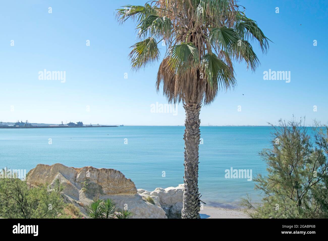 Palm tree enters rocks on Rompidillo beach in Rota, Cadiz, Andalusia ...