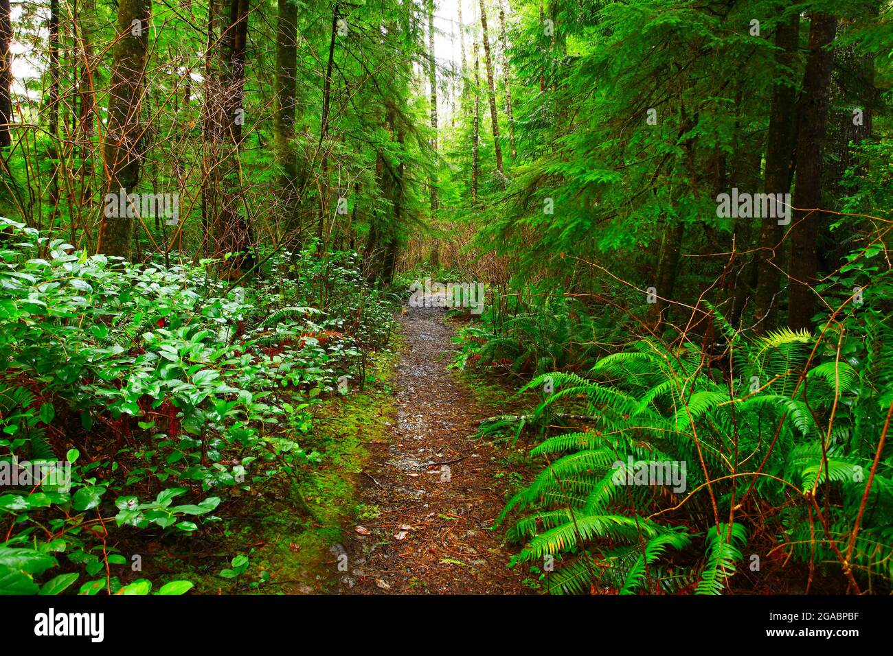 Pacific northwest landscapes hi-res stock photography and images - Alamy