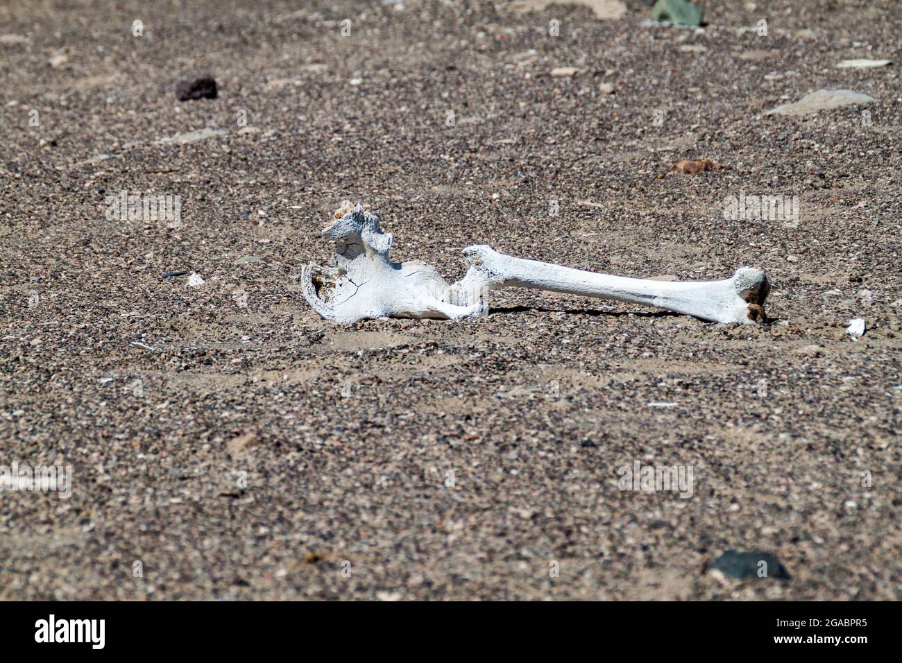 Scattered bones in a desert surrounding Chauchilla cemetery in Nazca ...