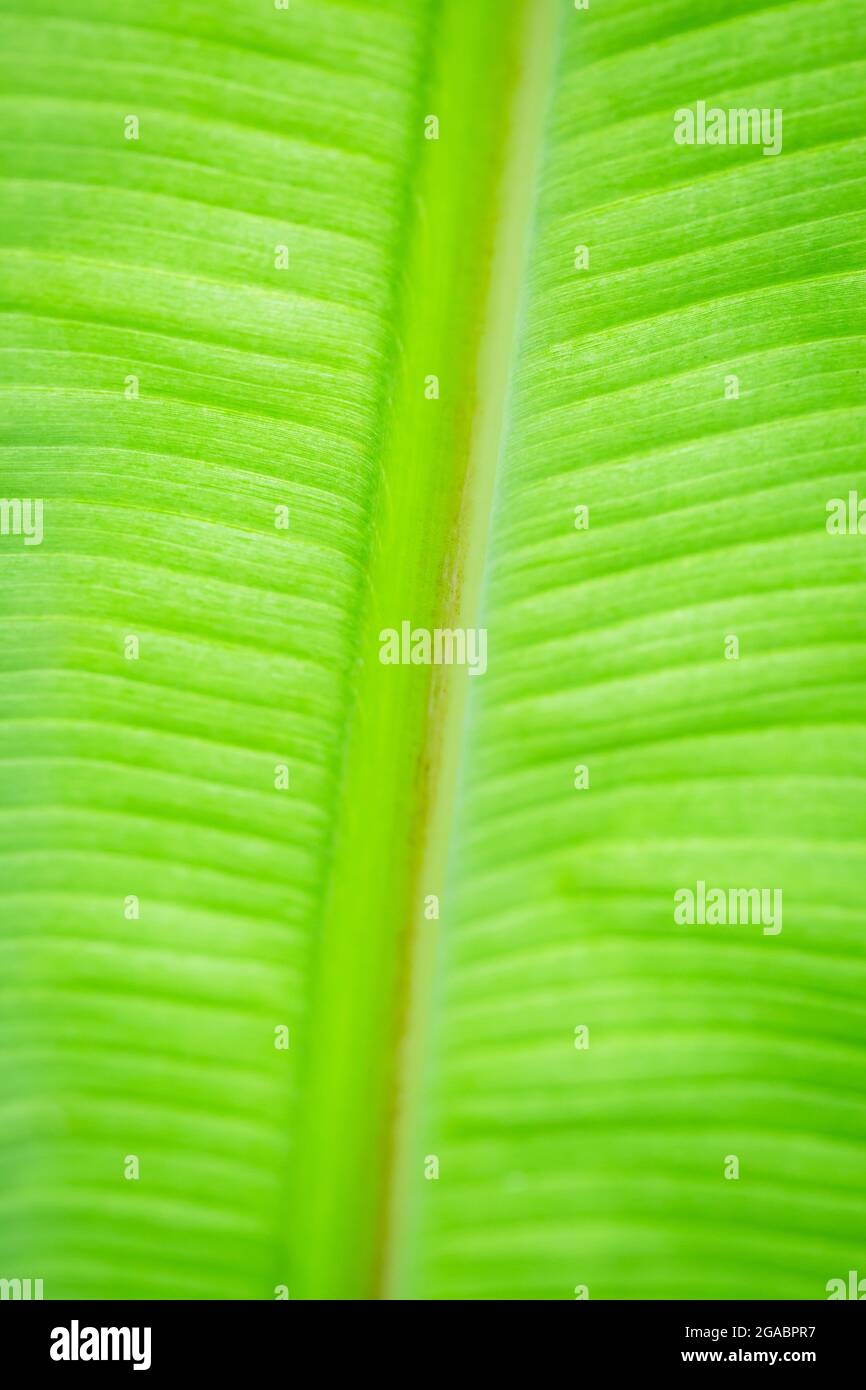 Texture of backlight fresh green Leaf background Stock Photo - Alamy