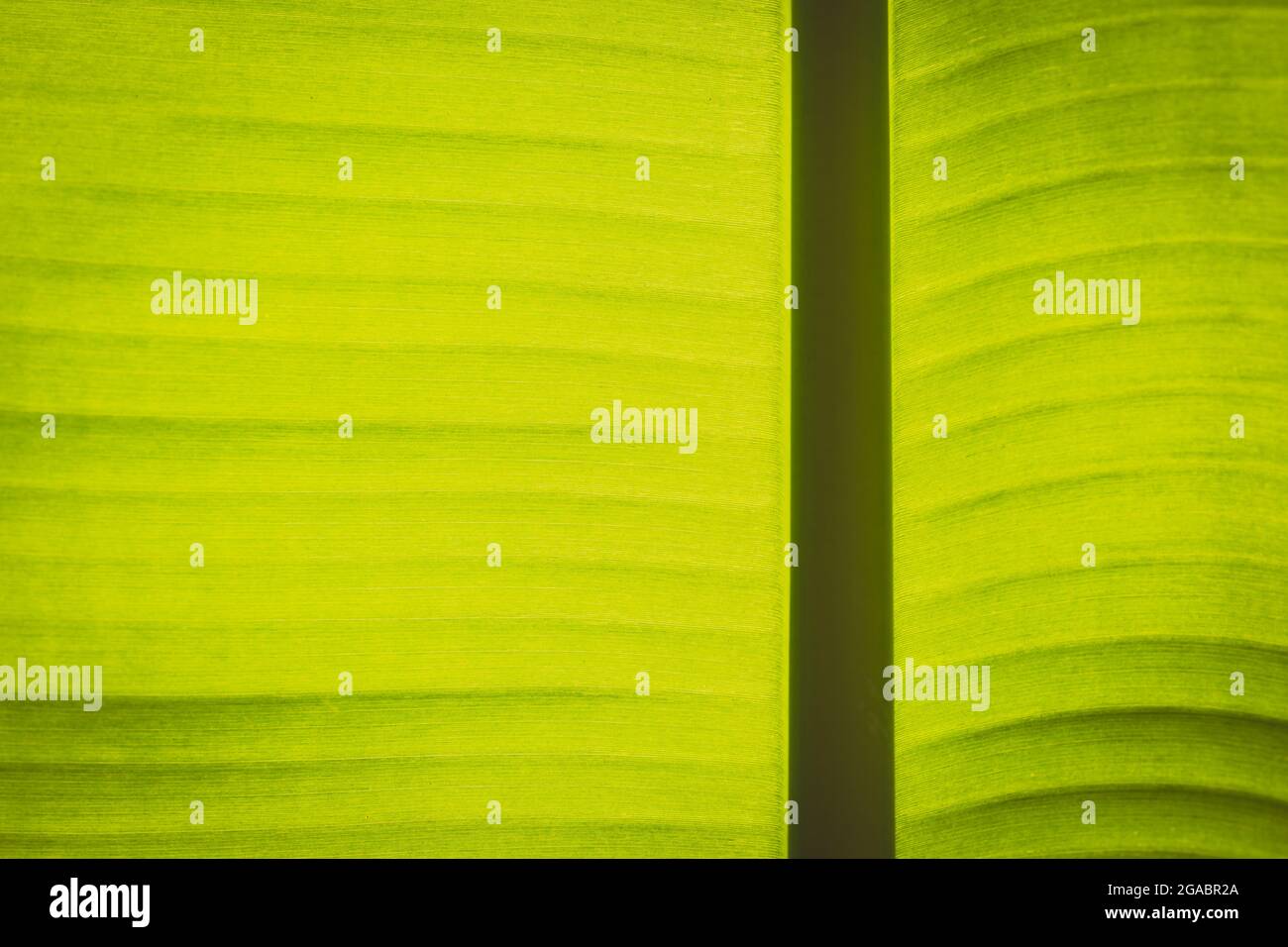 Vintage Texture of backlight fresh green Leaf background Stock Photo ...