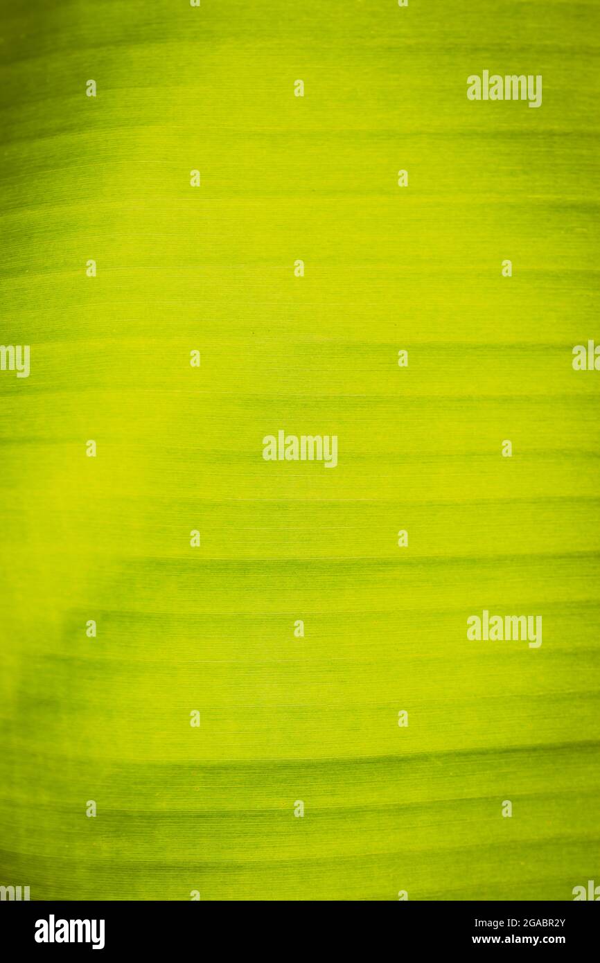 Vintage Texture of backlight fresh green Leaf background Stock Photo ...
