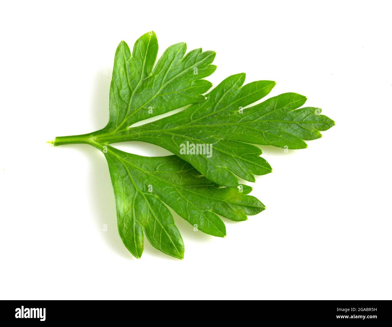 Fresh parsley leaf close up isolated on white background Stock Photo ...