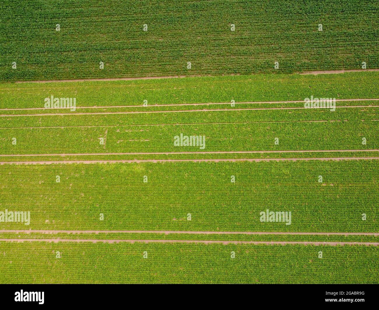 Top view of an agricultural landscape texture with white lines, harvest ...