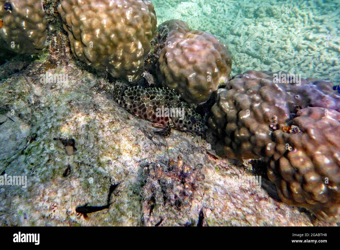 Honeycomb Cod High Resolution Stock Photography and Images - Alamy