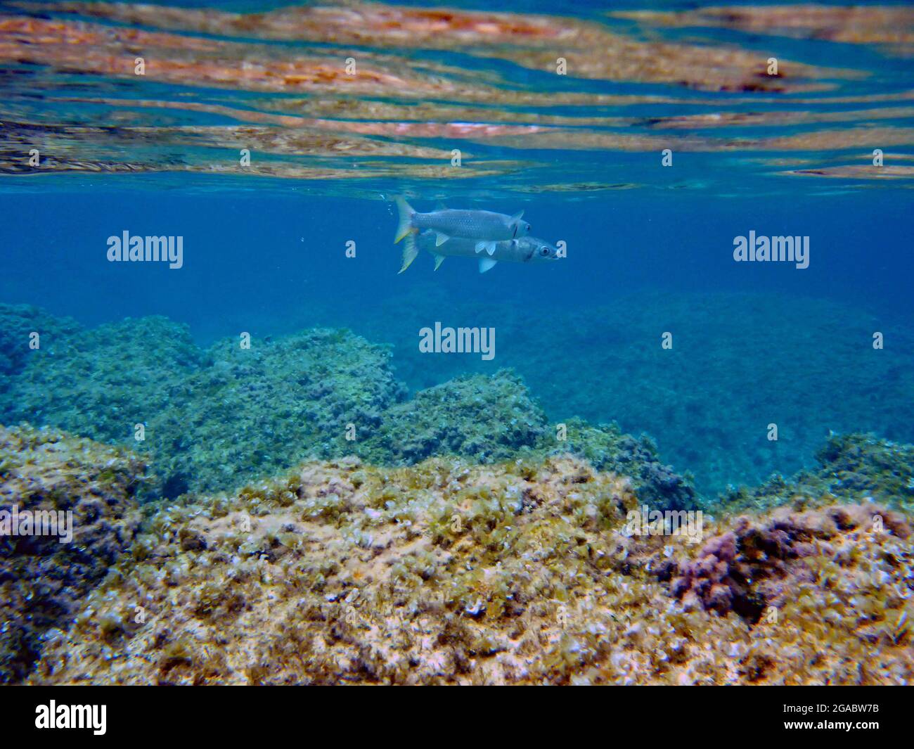 Mugil cephalus hi-res stock photography and images - Alamy