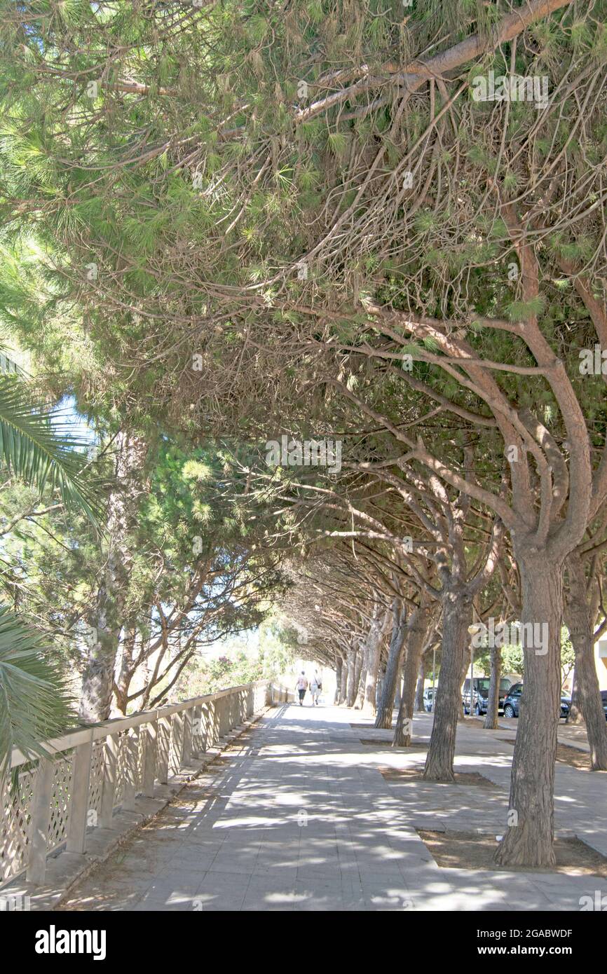 Walk of trees on the beach of Rota, Cadiz, Andalusia, Spain Stock Photo ...